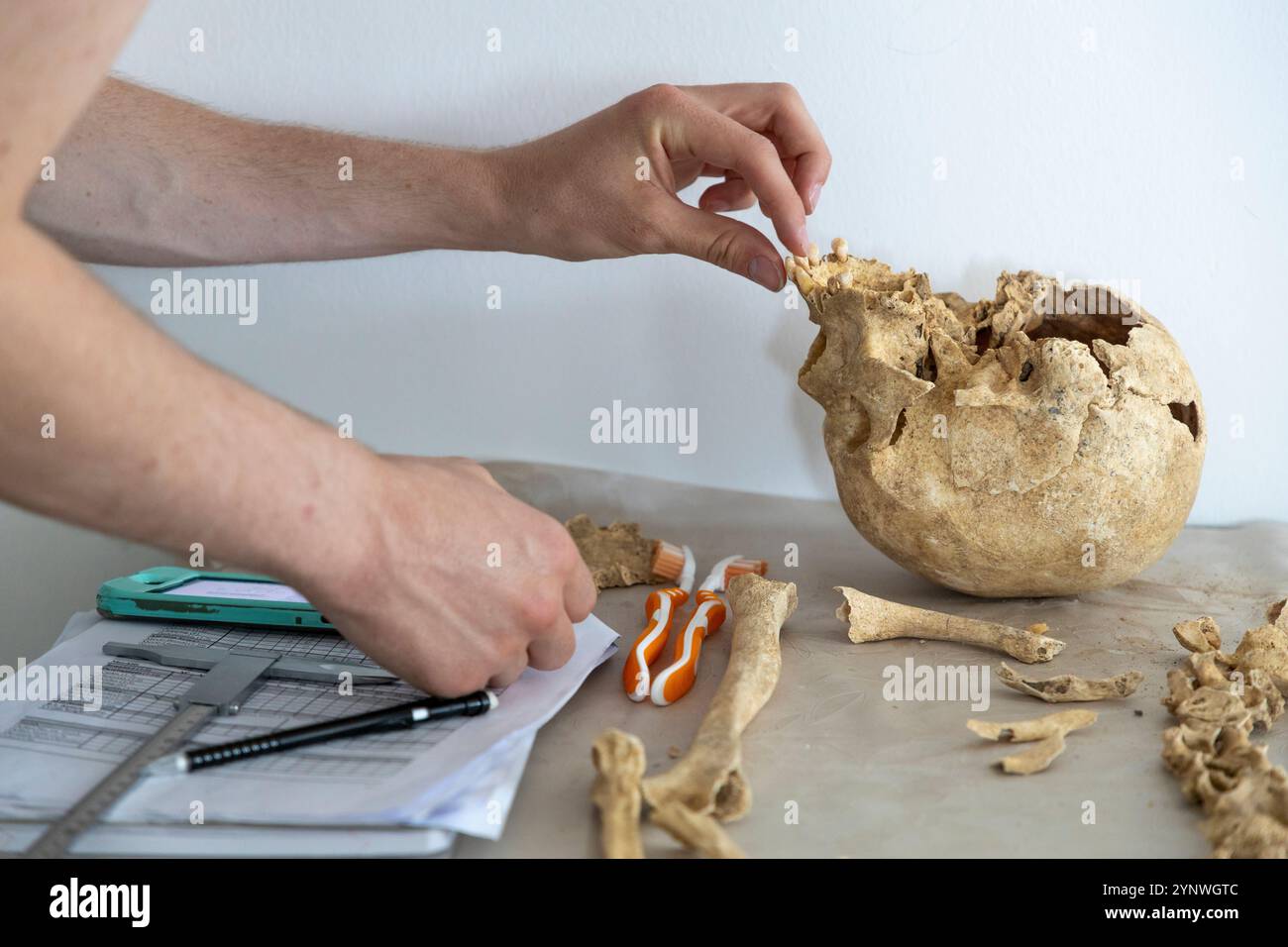 Human neanderthal remains hi-res stock photography and images - Alamy