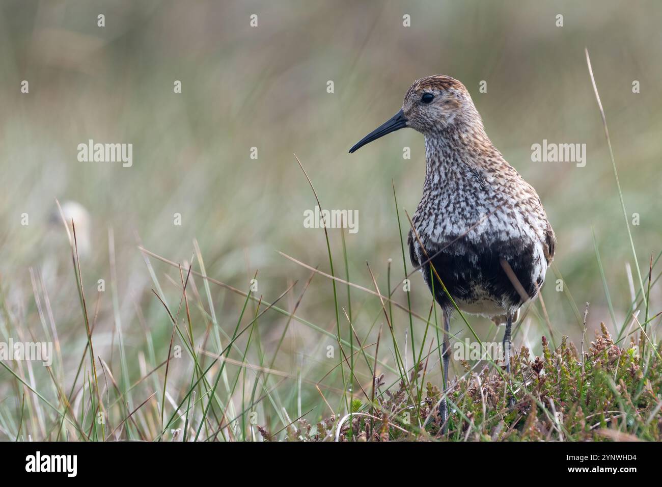 Dunlin bird uk moorland hi-res stock photography and images - Alamy