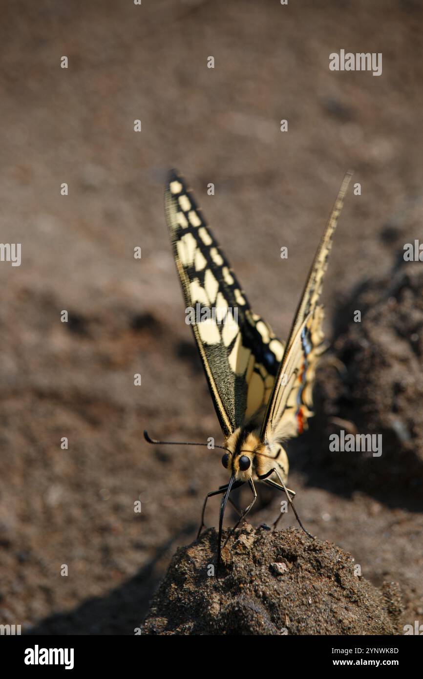 One yellow swallowtail butterfly insect resting on brown soil Stock ...