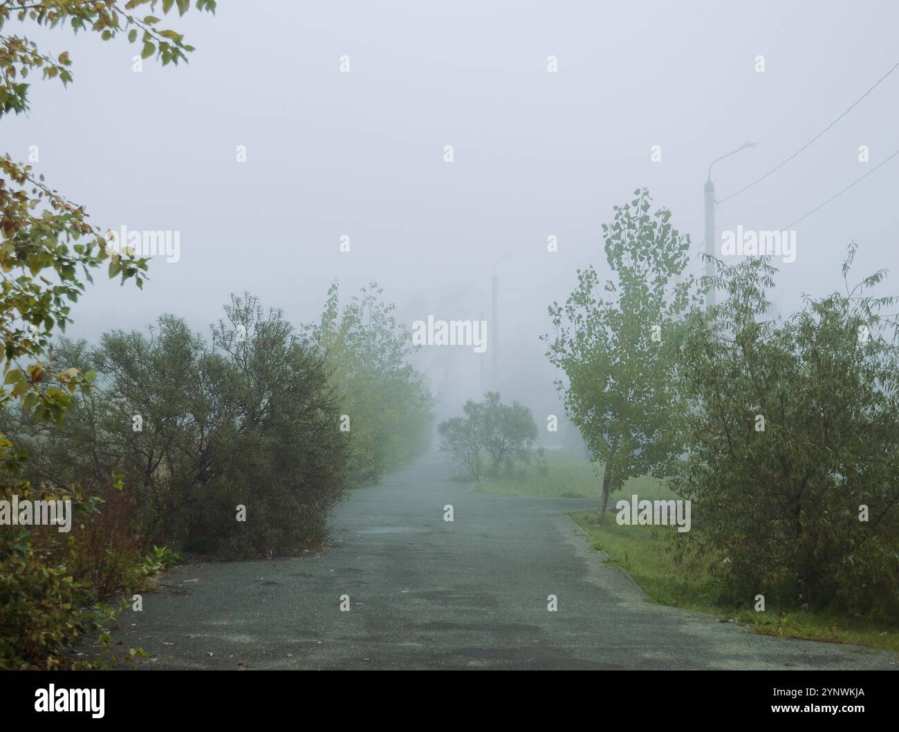 The road going into the distance and the trees in the thick morning fog ...