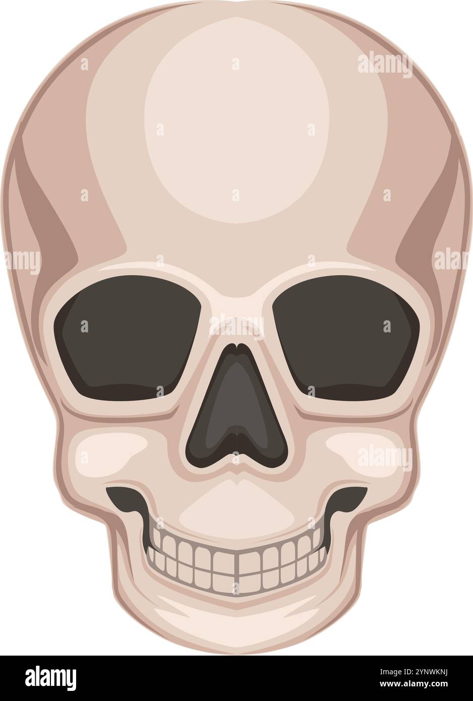 A skull with a smile on it. The skull is white and has a black nose ...