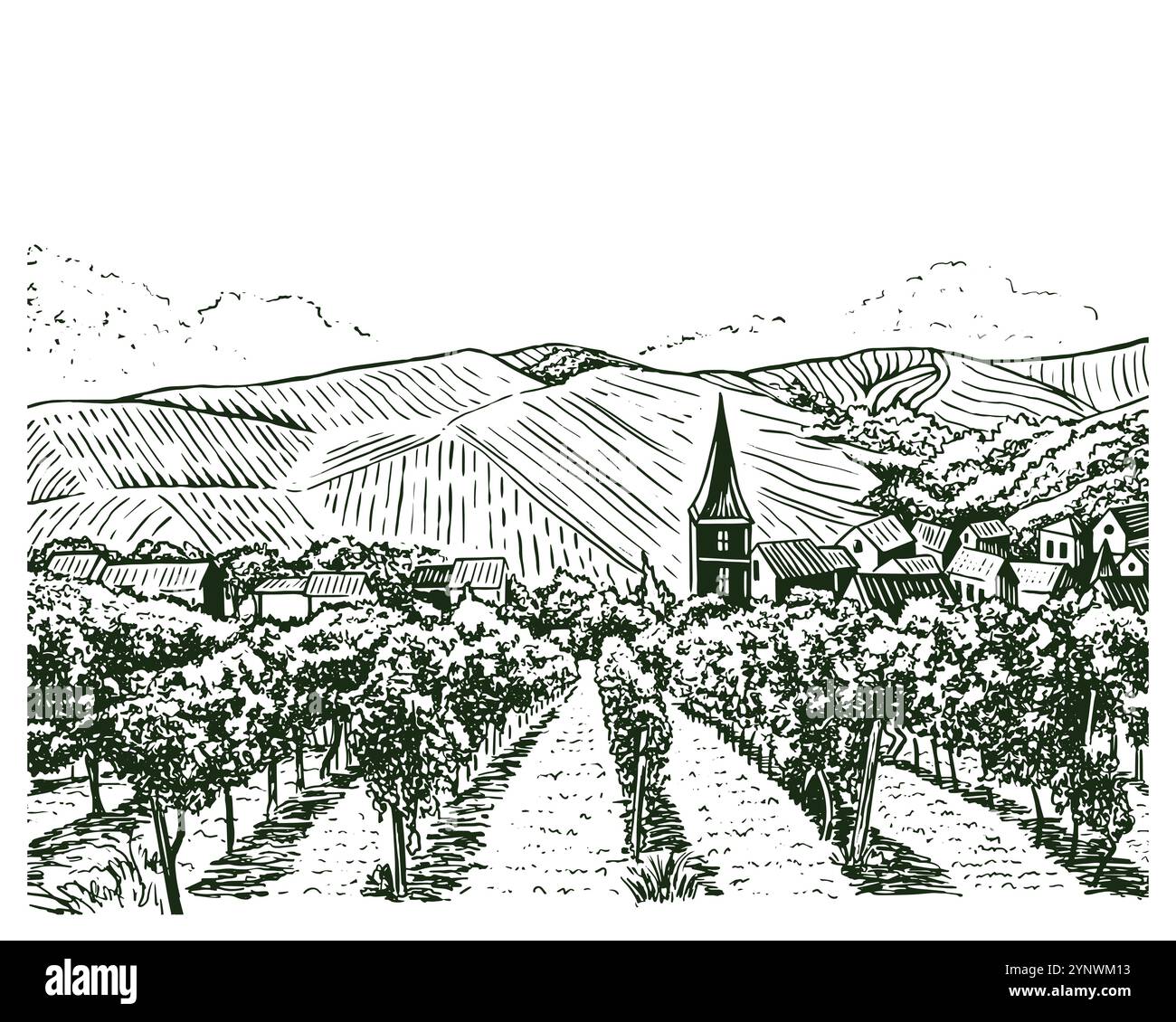 Vintage sketch illustration of vine farm Stock Vector Image & Art - Alamy