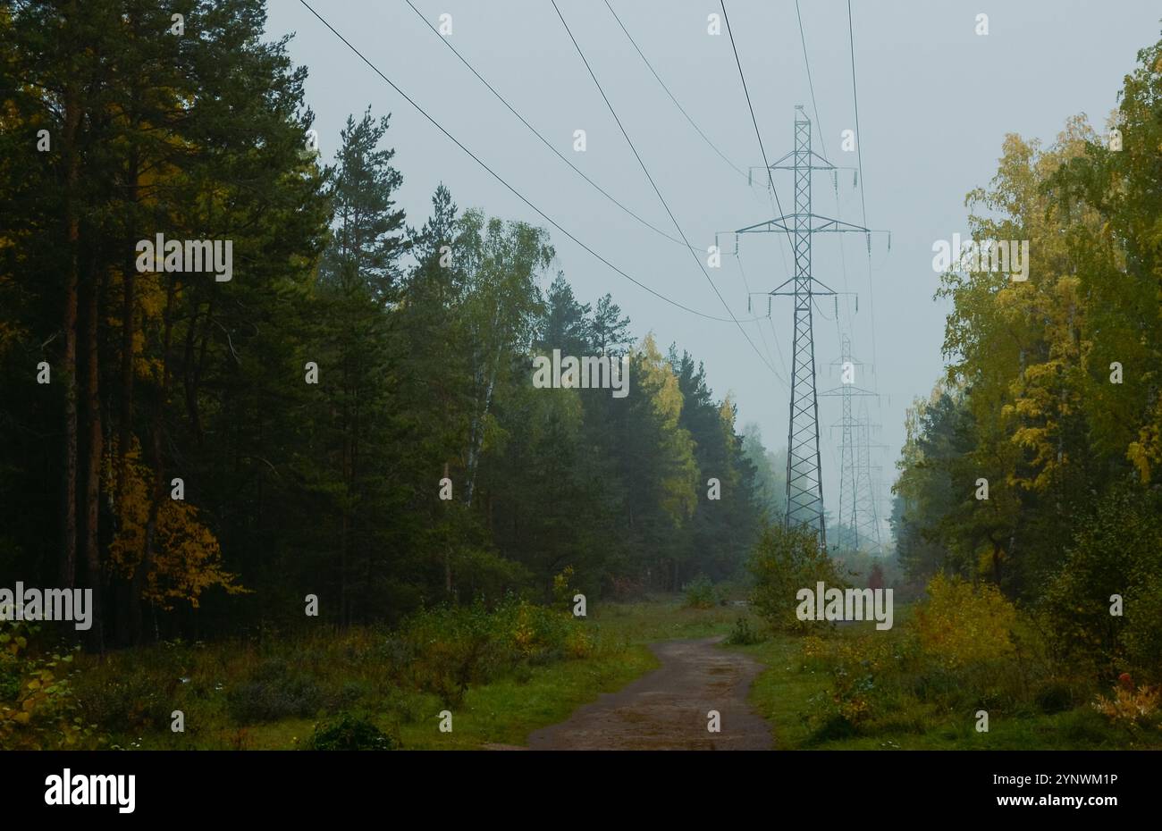 Mystical woodland landscape hi-res stock photography and images - Alamy