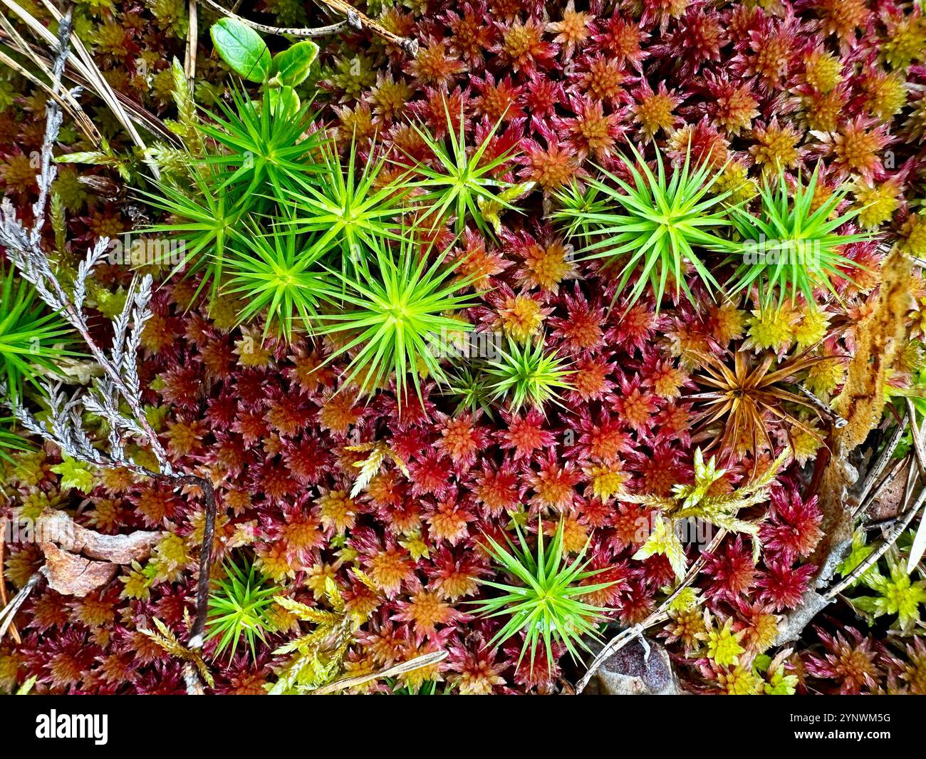 Brilliant Polytrichum commune clusters, with their vibrant green spikes ...