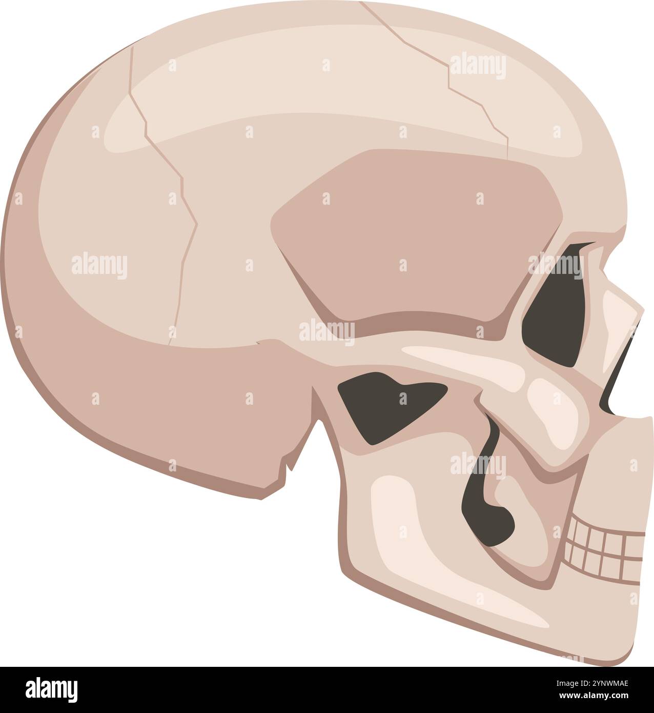 A skull with a broken jaw and a missing eye Stock Vector Image & Art ...