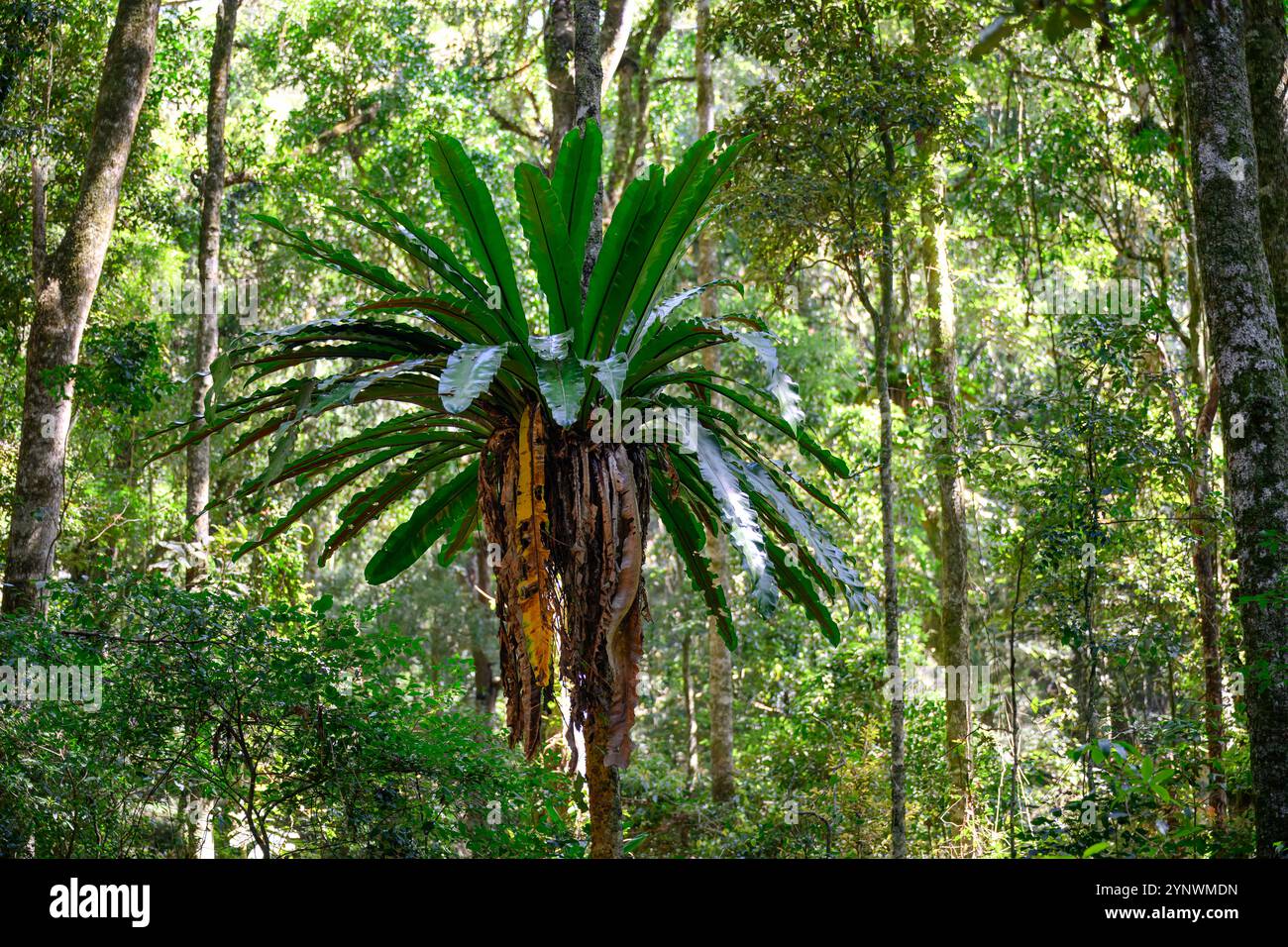 Birds nest fern, Asplenium nidus, epiphyte native tropical rainforest ...