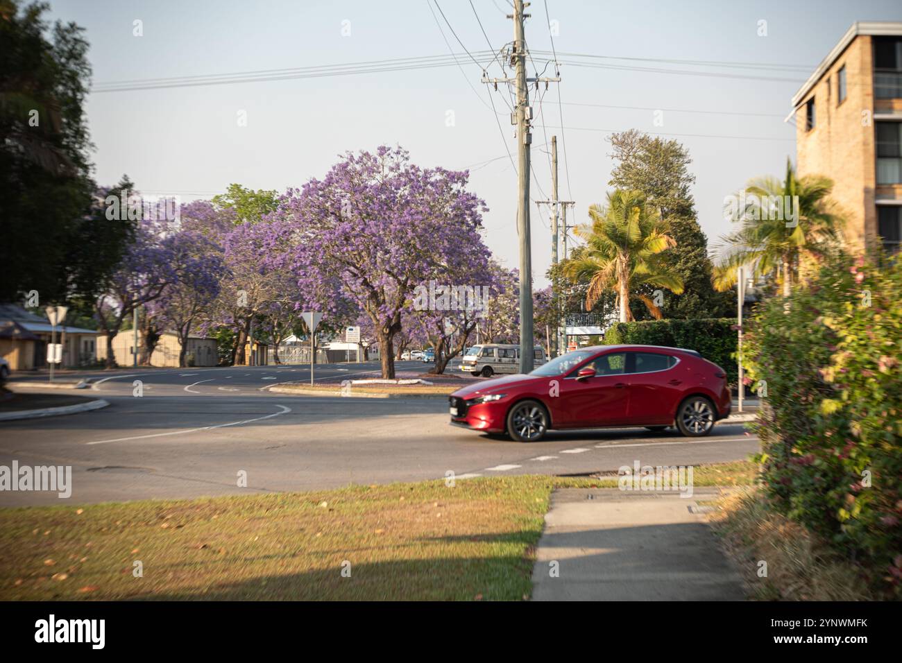 Lushpurpletree hi-res stock photography and images - Alamy