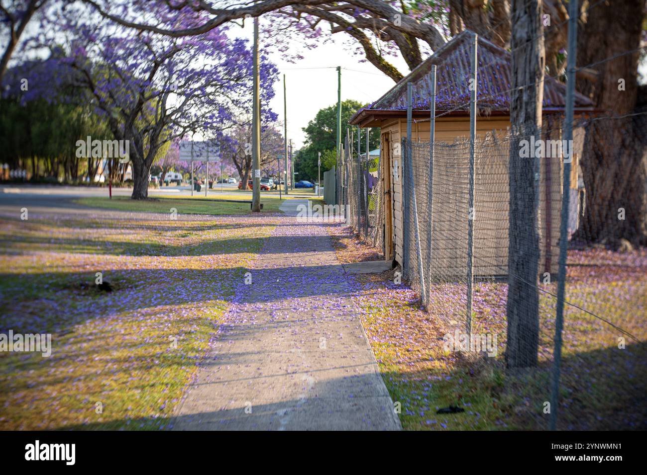 Lushpurpletree hi-res stock photography and images - Alamy