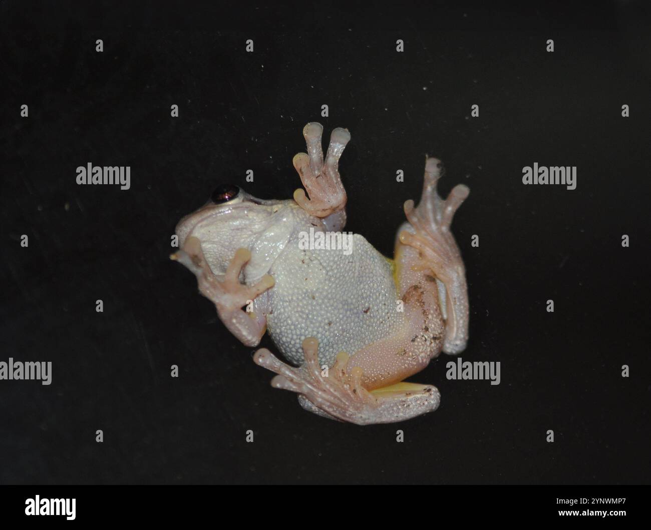 Underside of frog on window at night time, sticky feet hopping up ...