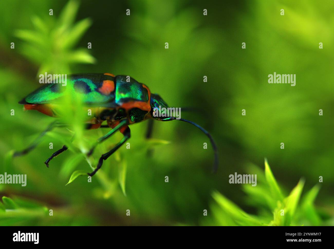 Bright coloured beetle hi-res stock photography and images - Alamy