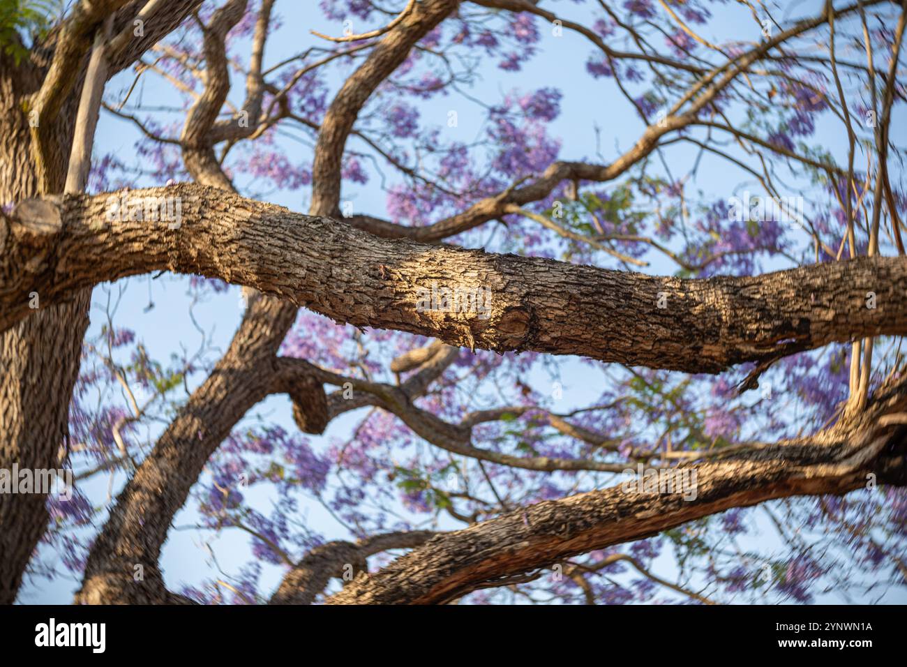 Lushpurpletree hi-res stock photography and images - Alamy