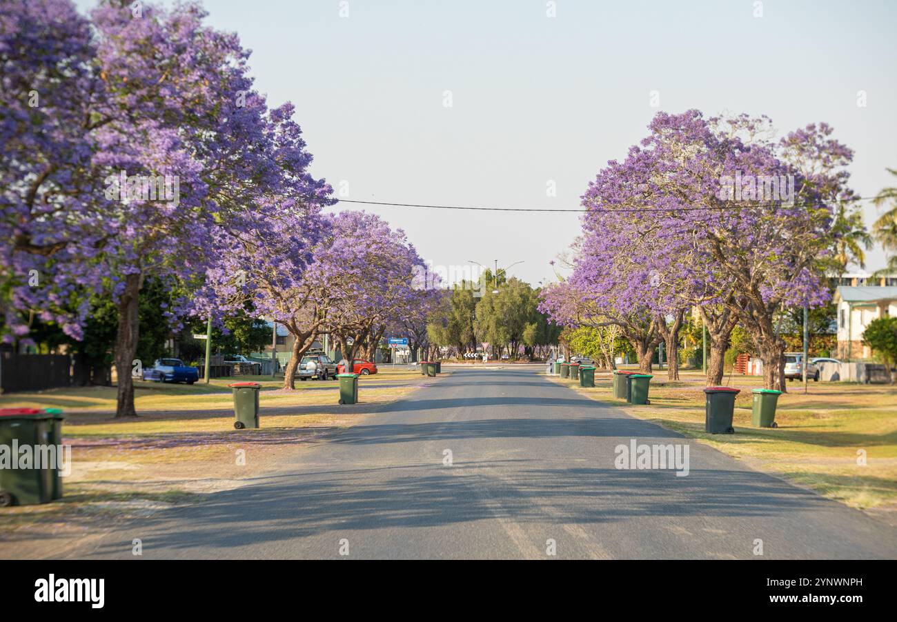 Lushpurpletree hi-res stock photography and images - Alamy