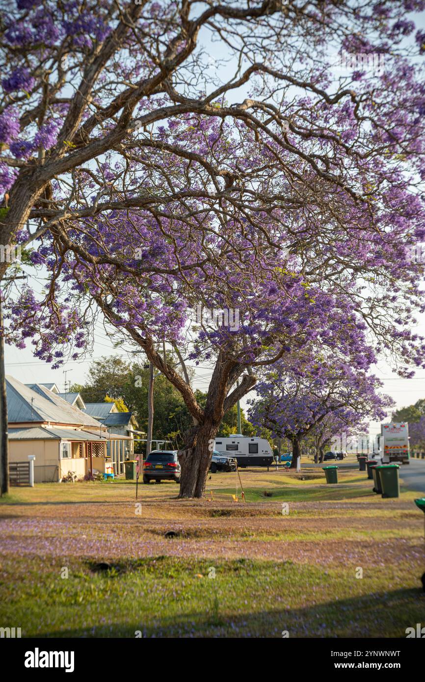Lushpurpletree hi-res stock photography and images - Alamy