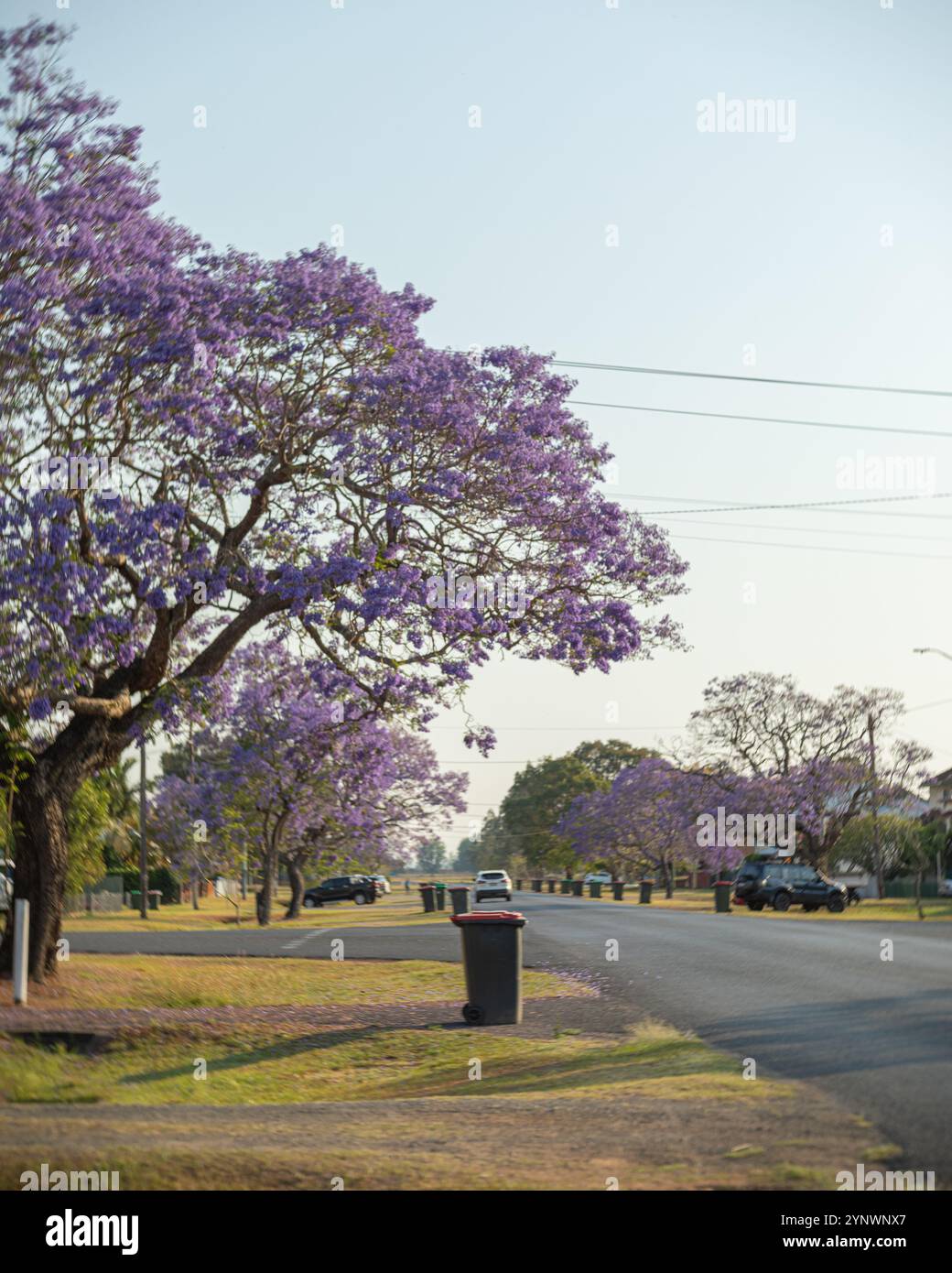 Lushpurpletree hi-res stock photography and images - Alamy