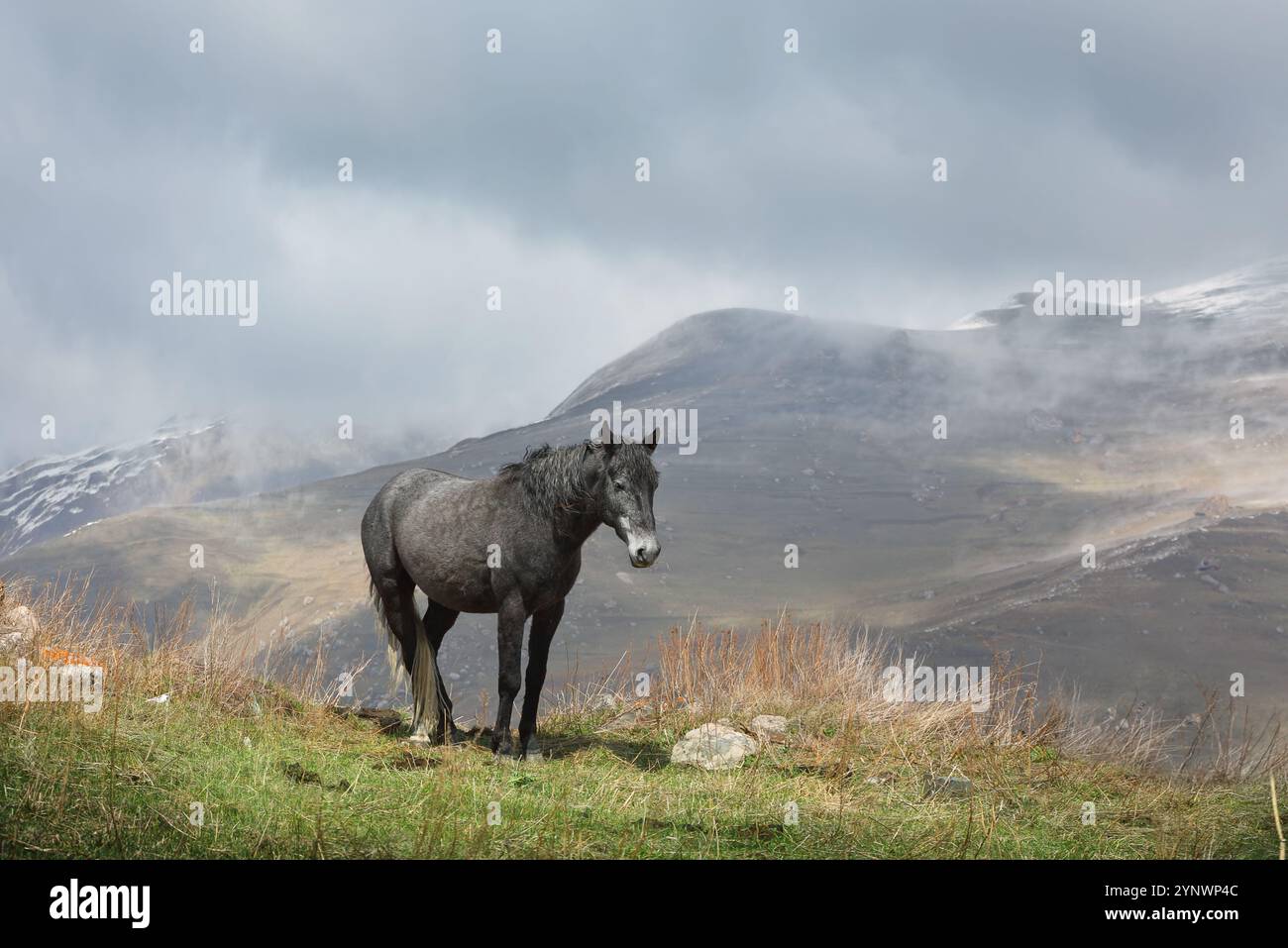 Black horse grazing in the highlands of North Ossetia. Alania, Russia ...