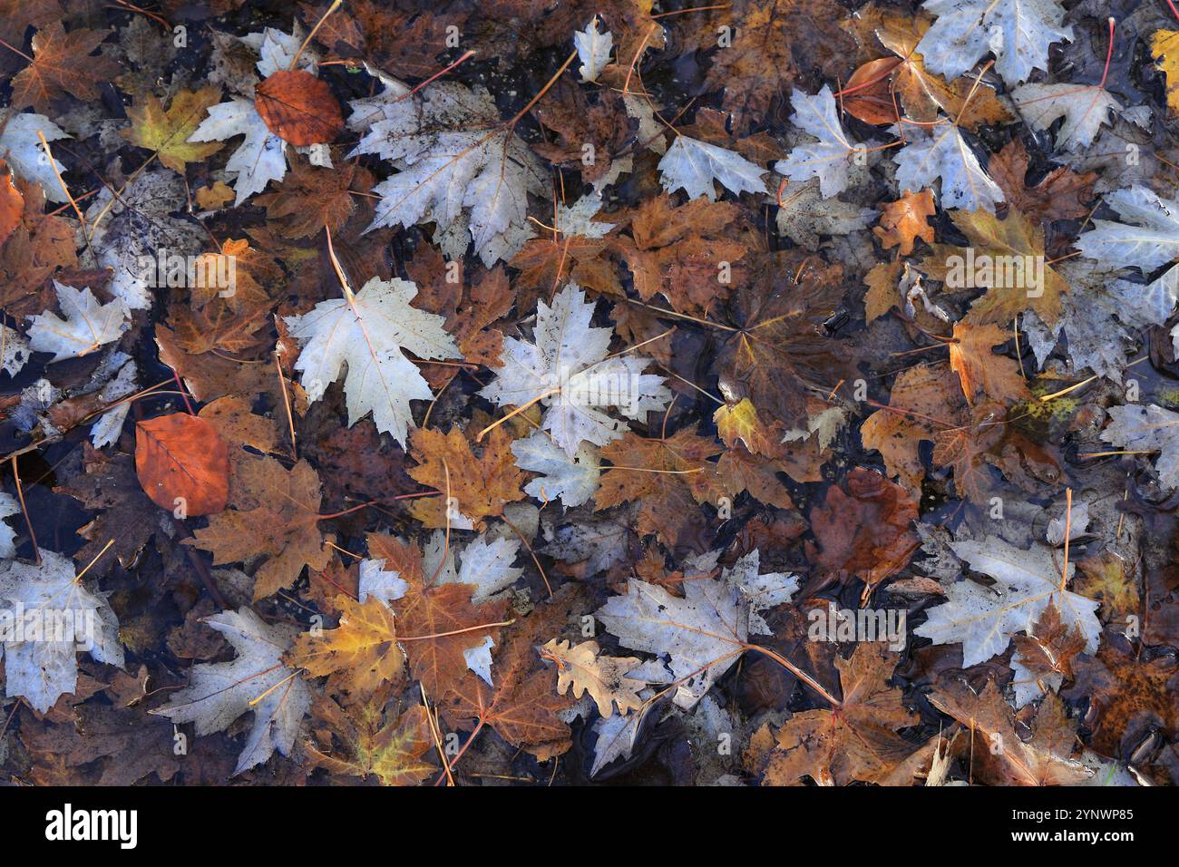 Mixed Leaves in a Puddle at Erasmuspark in Amsterdam, Netherlands Stock ...