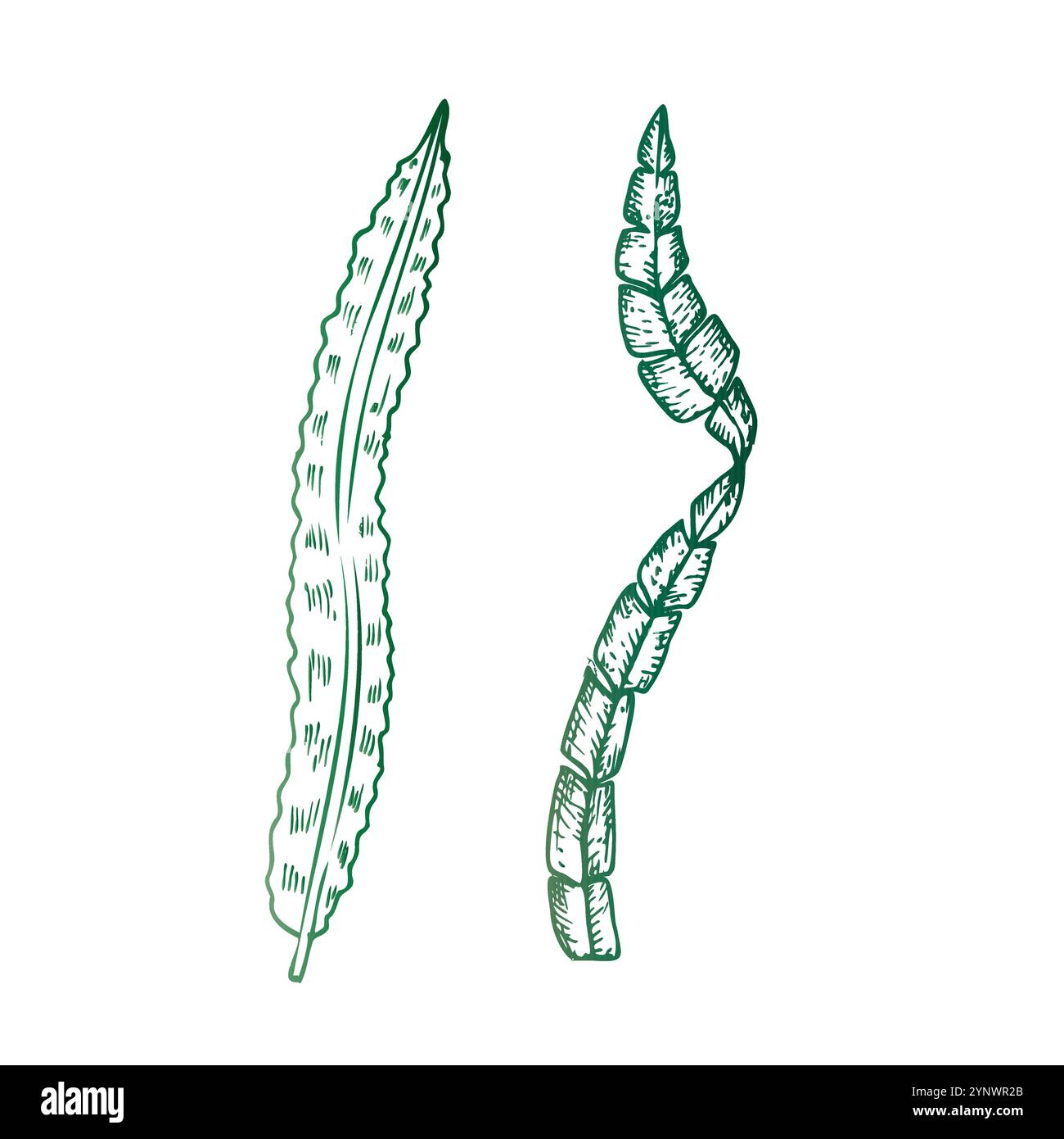 Vector algae. Hand painted line seaweed, laminaria sketch. Graphic ...