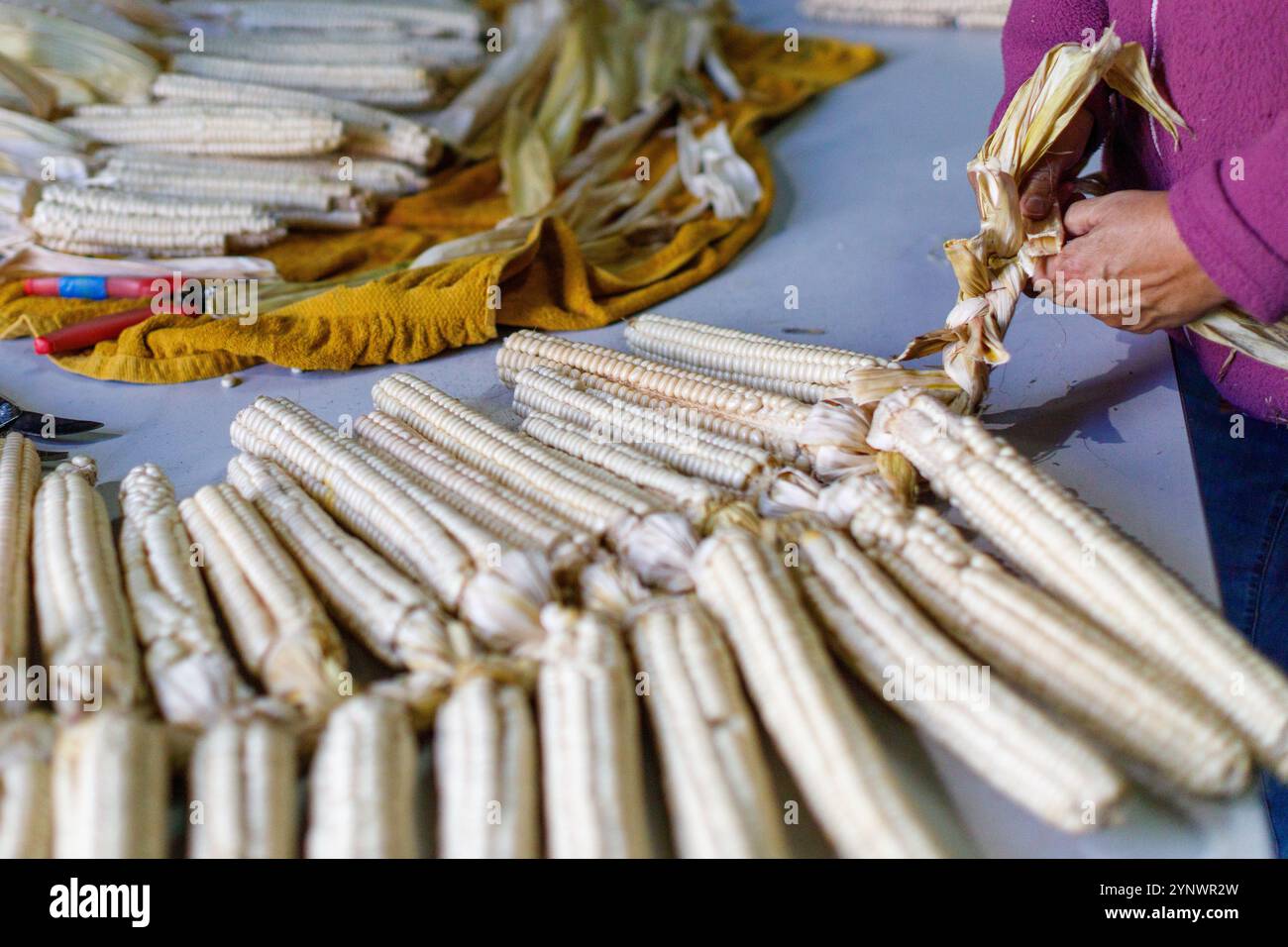 Seneca white corn hi-res stock photography and images - Alamy