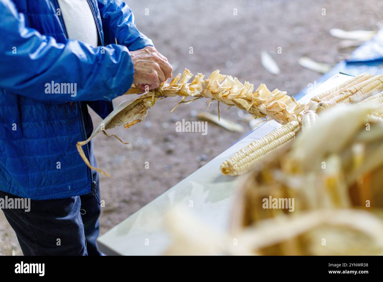 Seneca white corn hi-res stock photography and images - Alamy