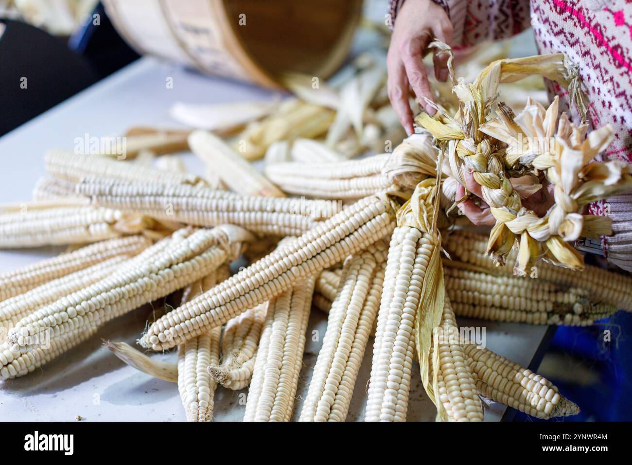 Haudenosaunee white corn hi-res stock photography and images - Alamy