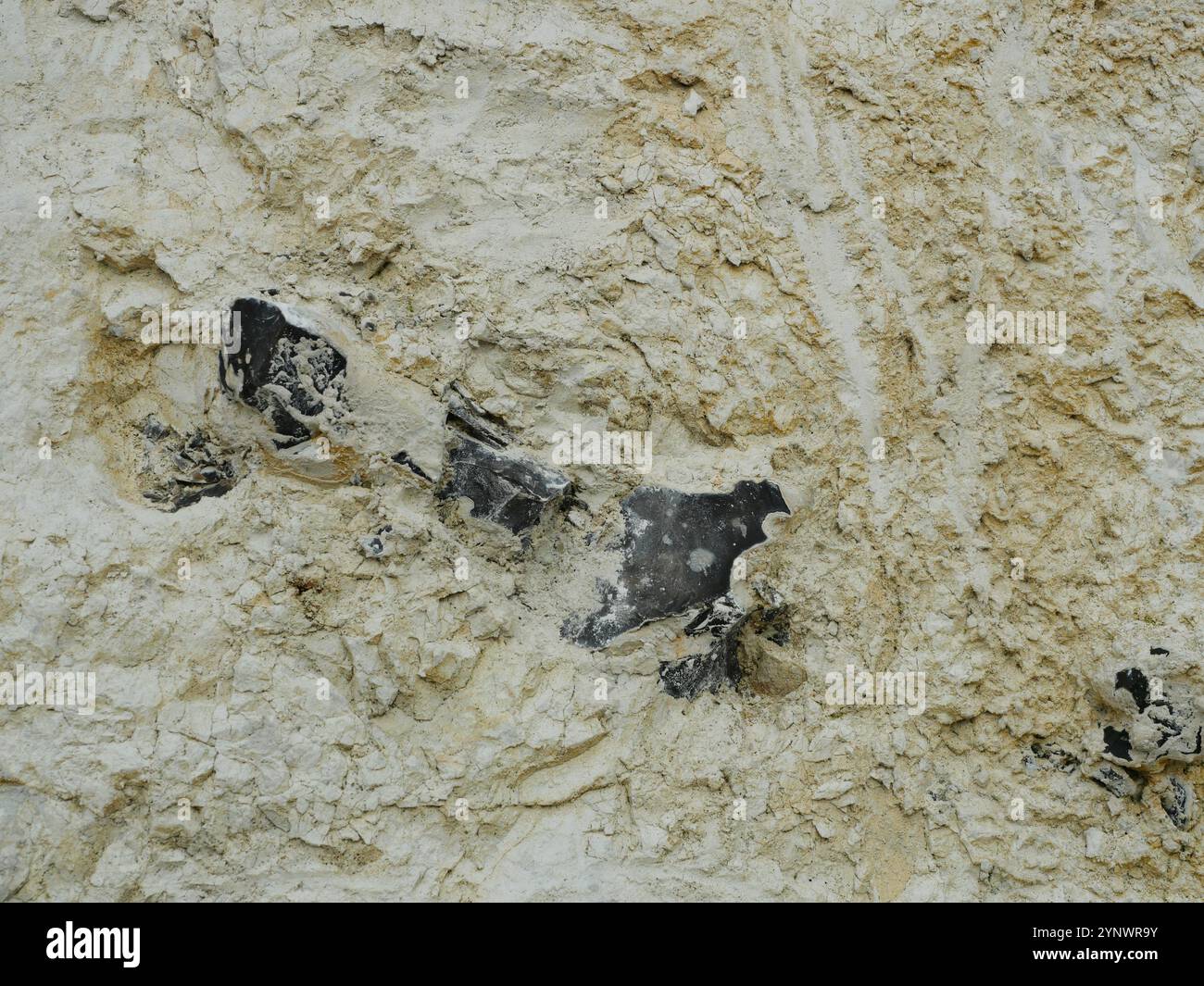 Chalk wall with flint ribbons - Chalk coast of Rügen with its ...