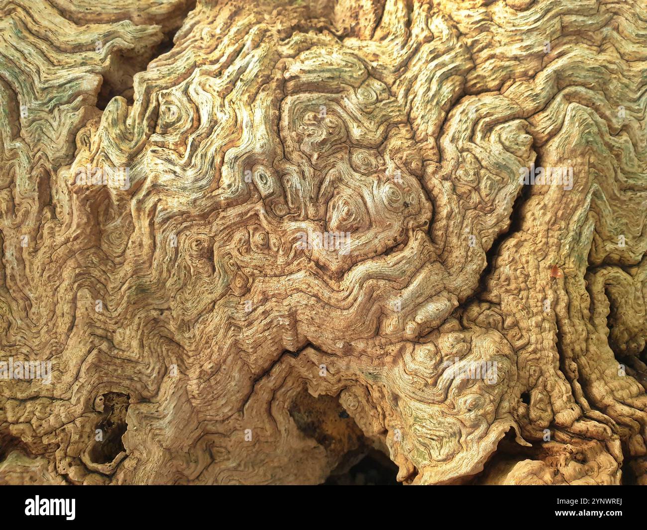 Rootstock grain pattern structure and texture - In the area of the ...