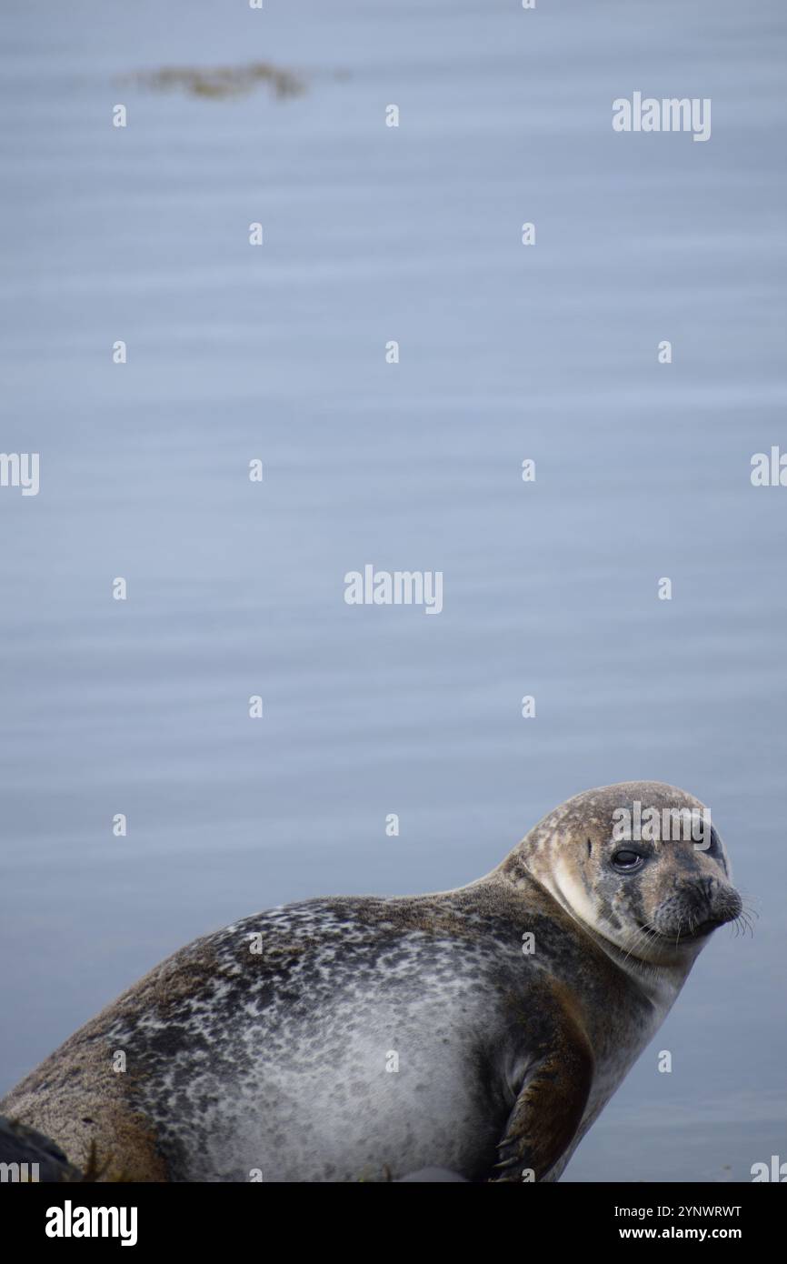 Close up spotted seal hi-res stock photography and images - Alamy