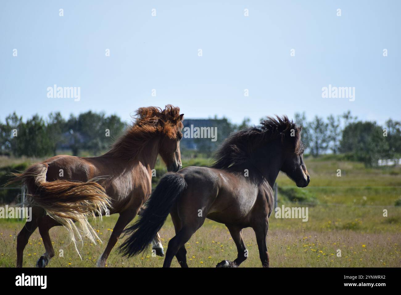 Herd horses in iceland green hi-res stock photography and images - Alamy