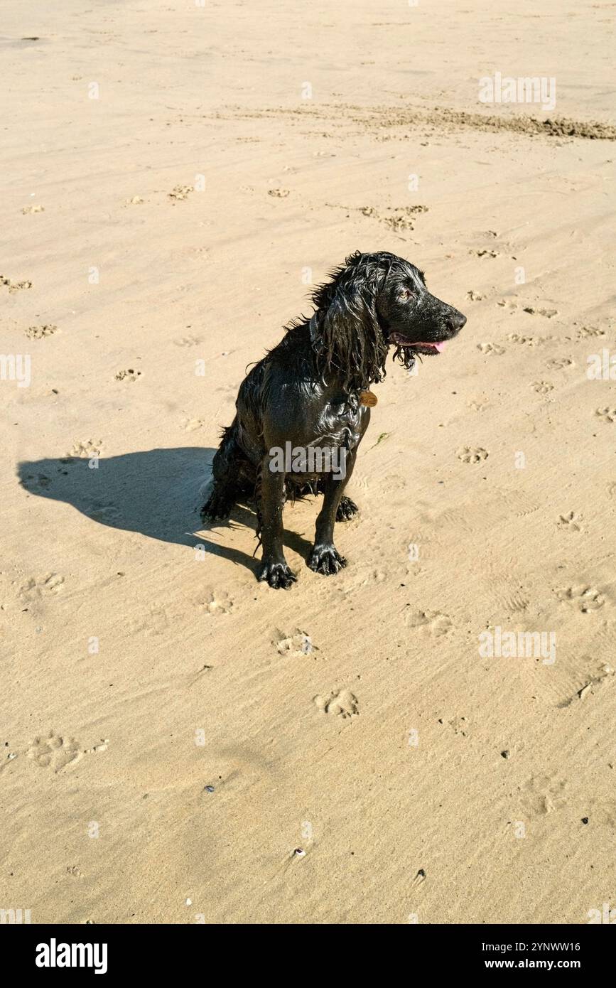 A wet Working Cocker Spaniel sitting on a beach after playing in the ...