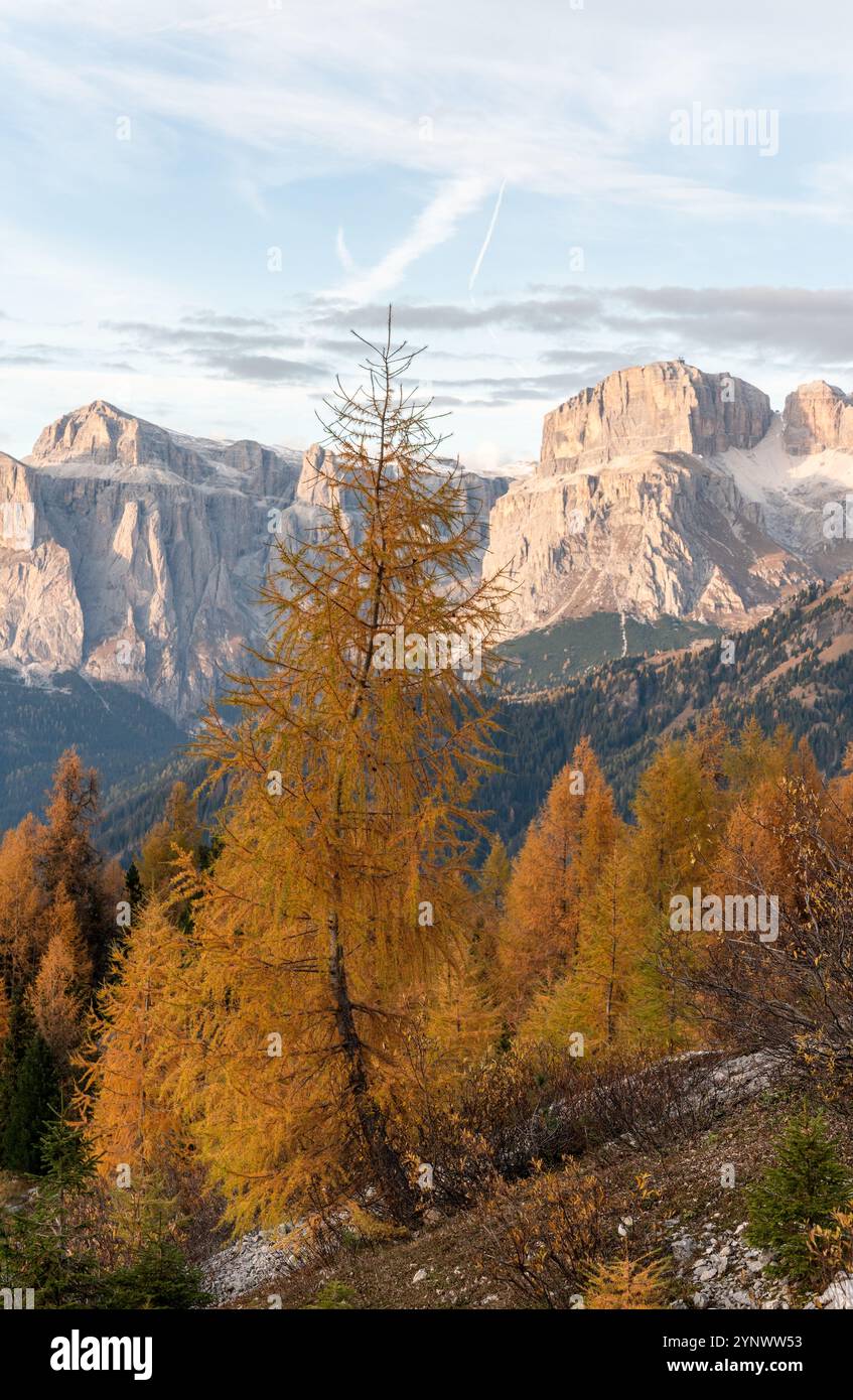 A larch tree in an autumn forest with a wavy tree trunk and alpine ...
