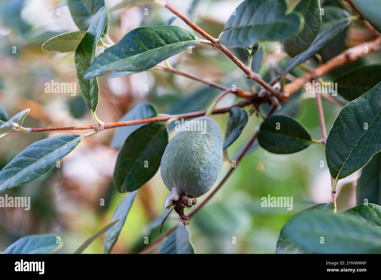 Ripe feijoa fruits on a tree (lat. Acca sellowiana). Fresh feijoa ...