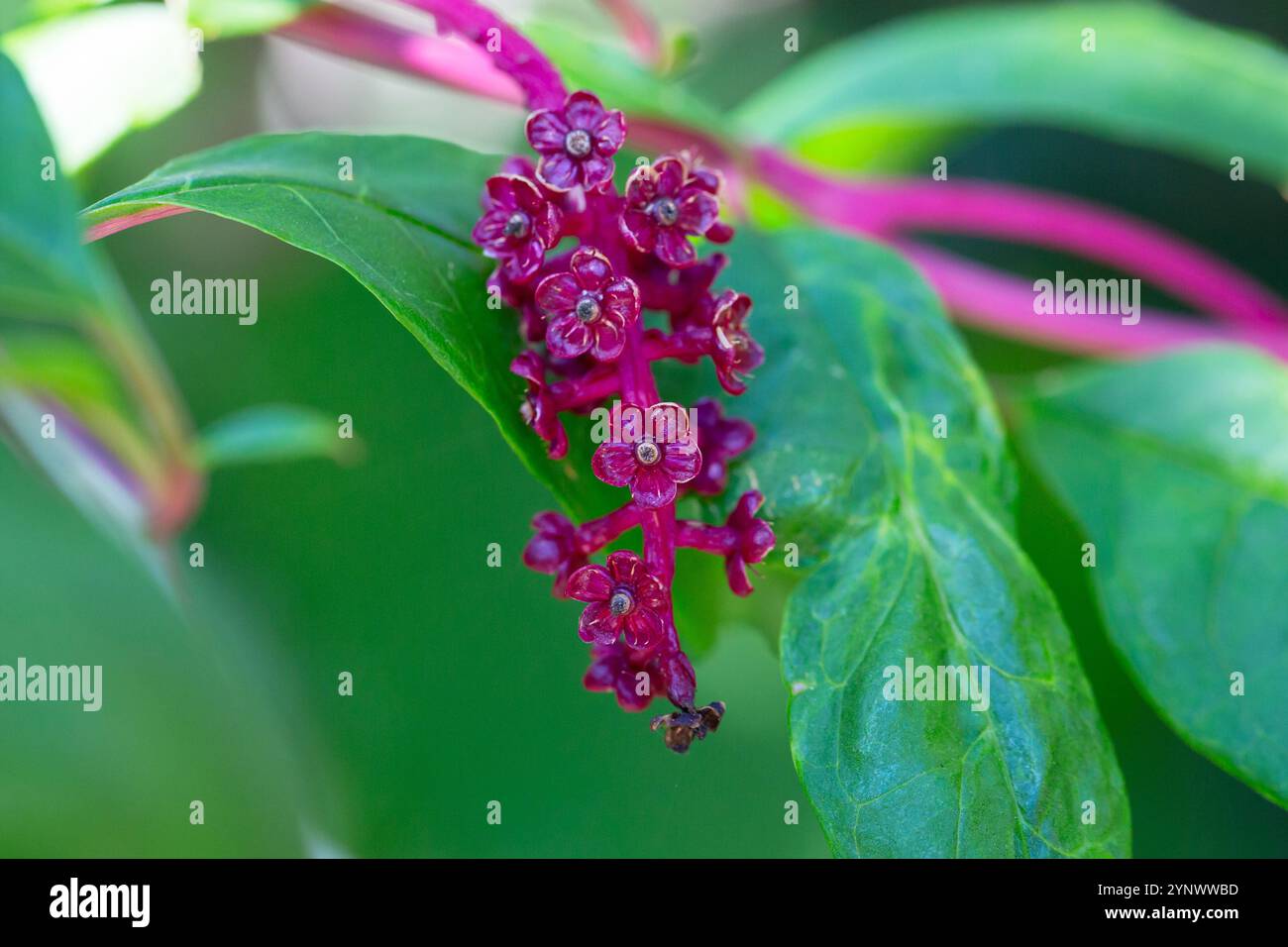 Phytolacca americana decandra, also known as American pokeweed, pokeweed, poke sallet ...