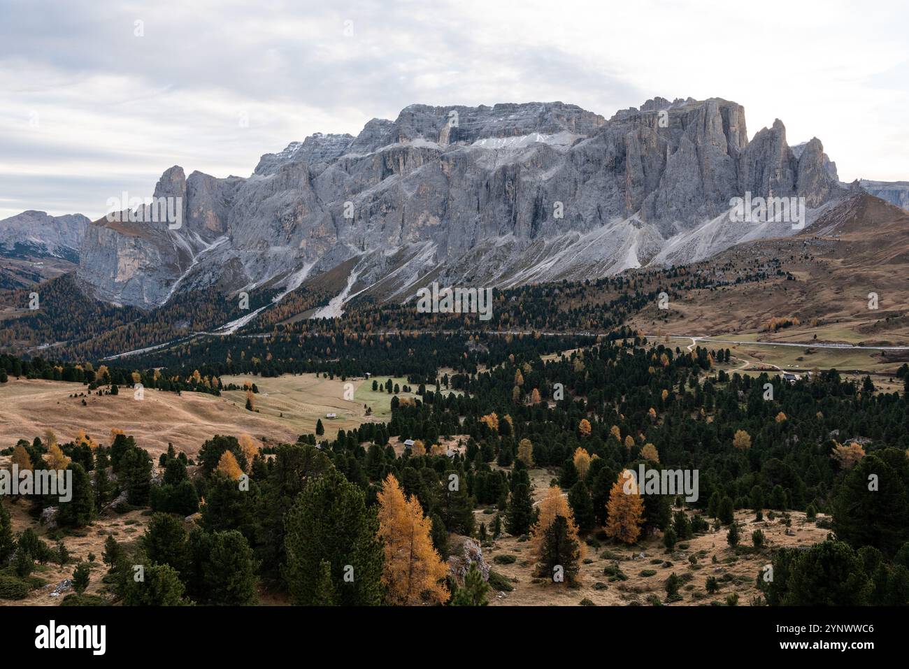 Mixed evergreen and deciduous pine forest in a mountainous alpine ...