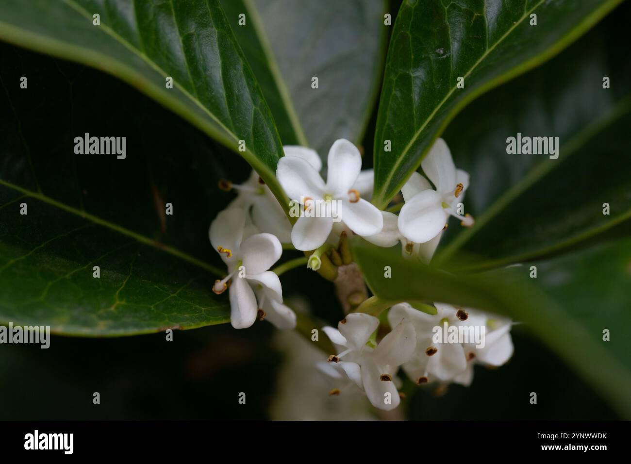 Osmanthus fragrans macro. Small white flowers on a branch in the garden ...