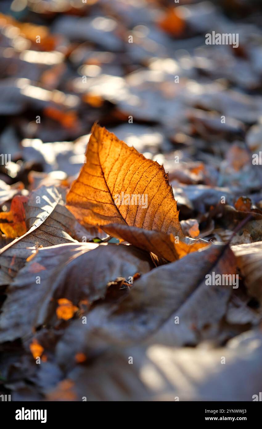 backlit autumn leaves on ground in woodland setting Stock Photo - Alamy