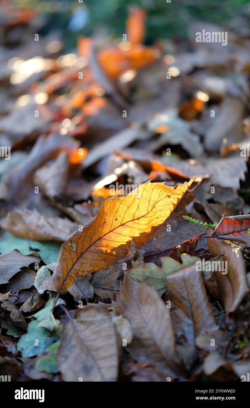 backlit autumn leaves on ground in woodland setting Stock Photo - Alamy