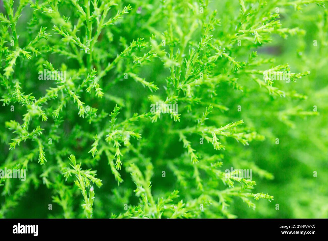 Evergreen green tuya texture hi-res stock photography and images - Alamy