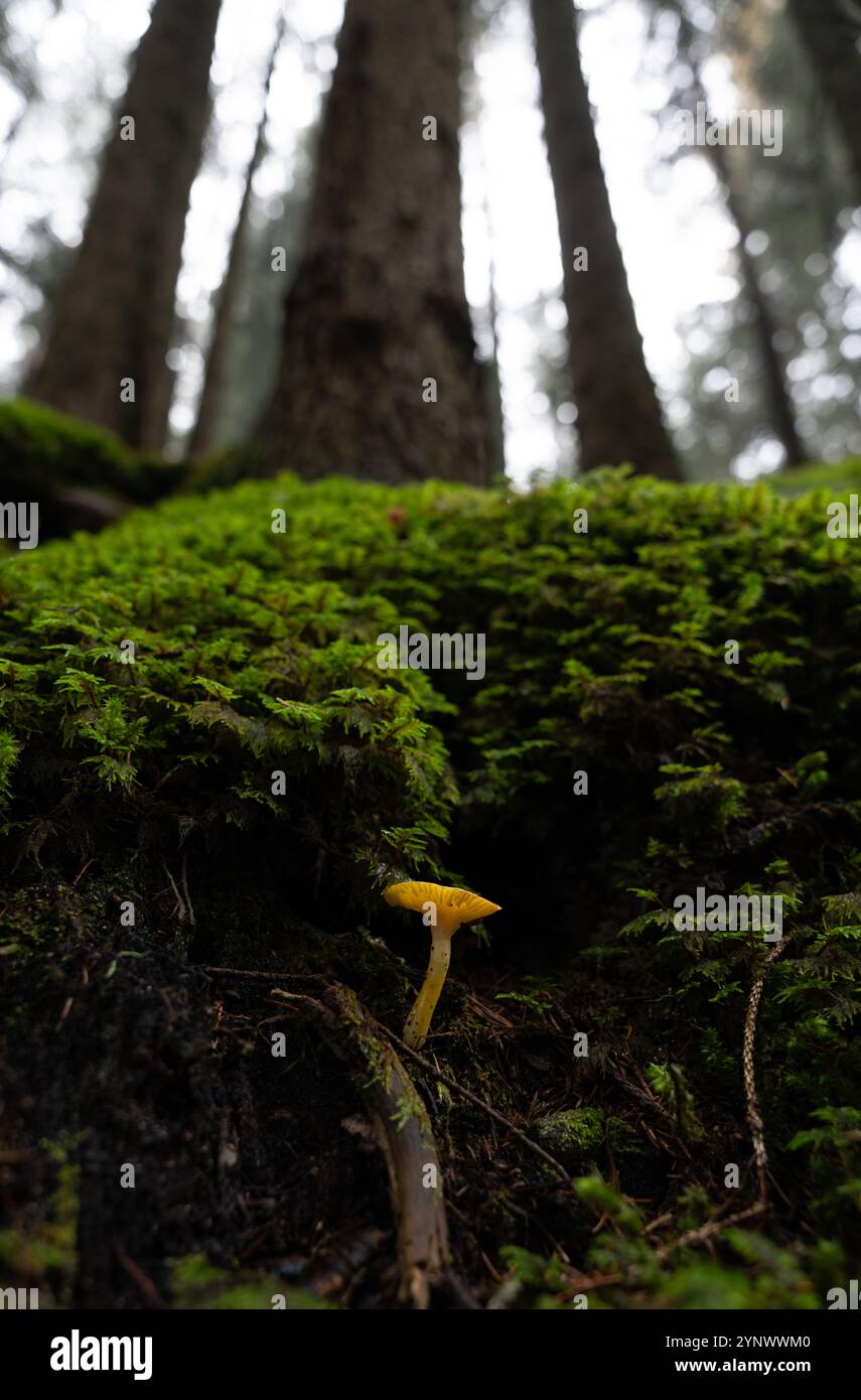 One small orange mushroom growing beneath tall trees in an Italian ...