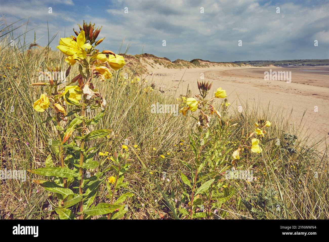 Oenothora biennis hi-res stock photography and images - Alamy