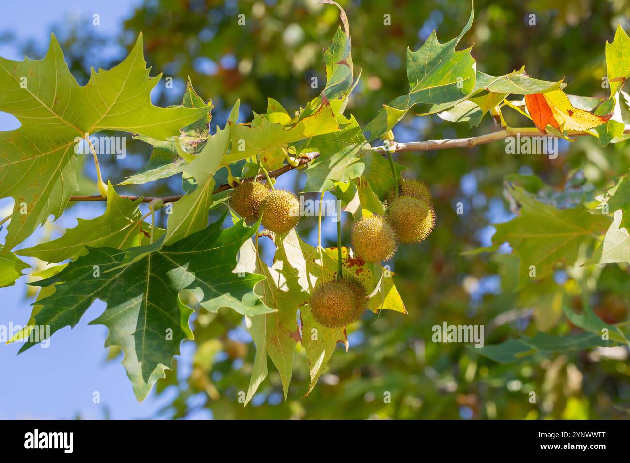 Young green leaves and spiky balls of seeds of Liquidambar styraciflua ...