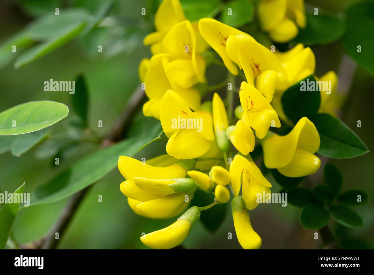 Caragana arborescens, the Siberian pea-tree, or caragana, is a species ...