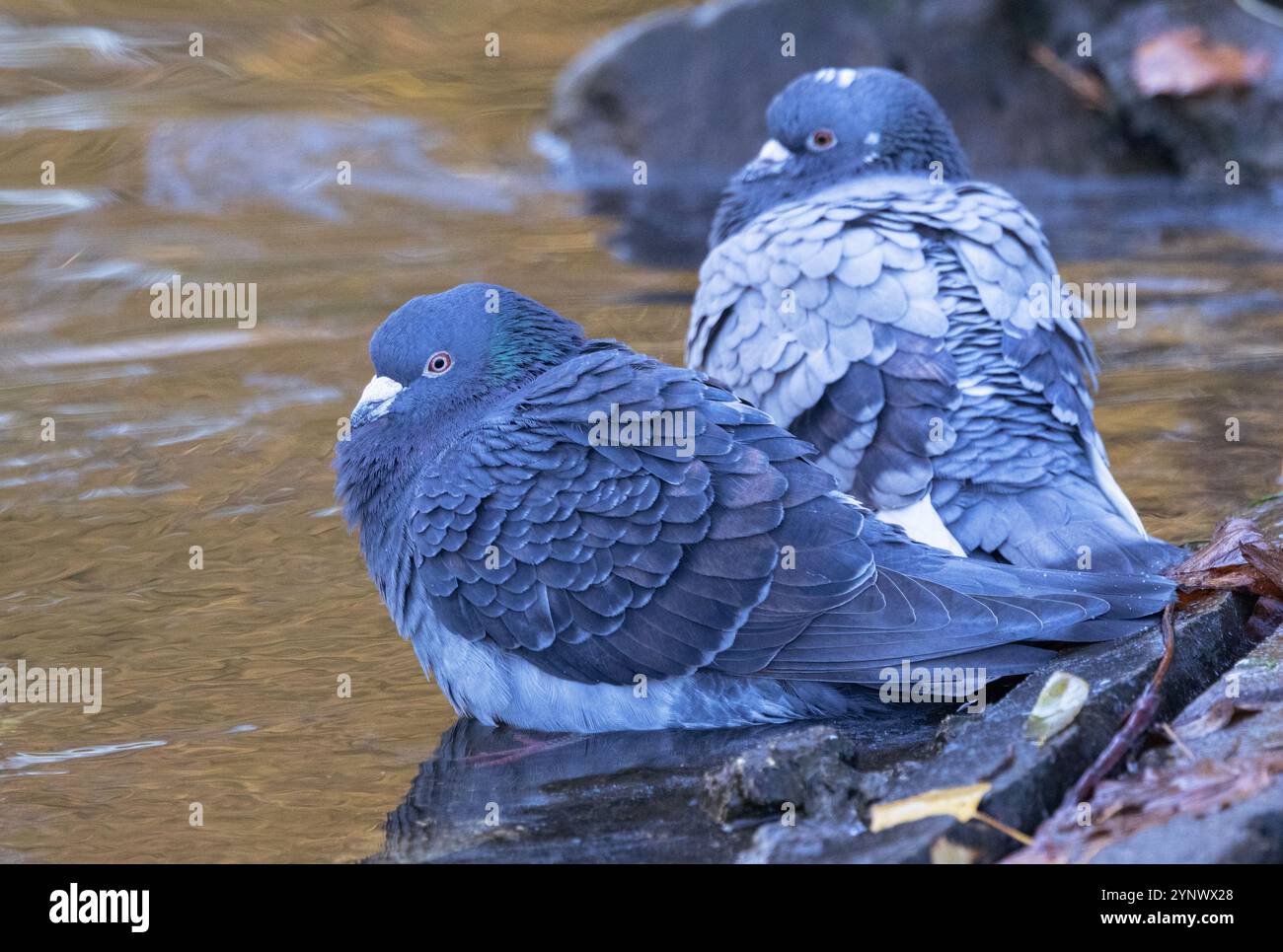 First domesticated thousands of years ago the Domestic Pigeon was ...