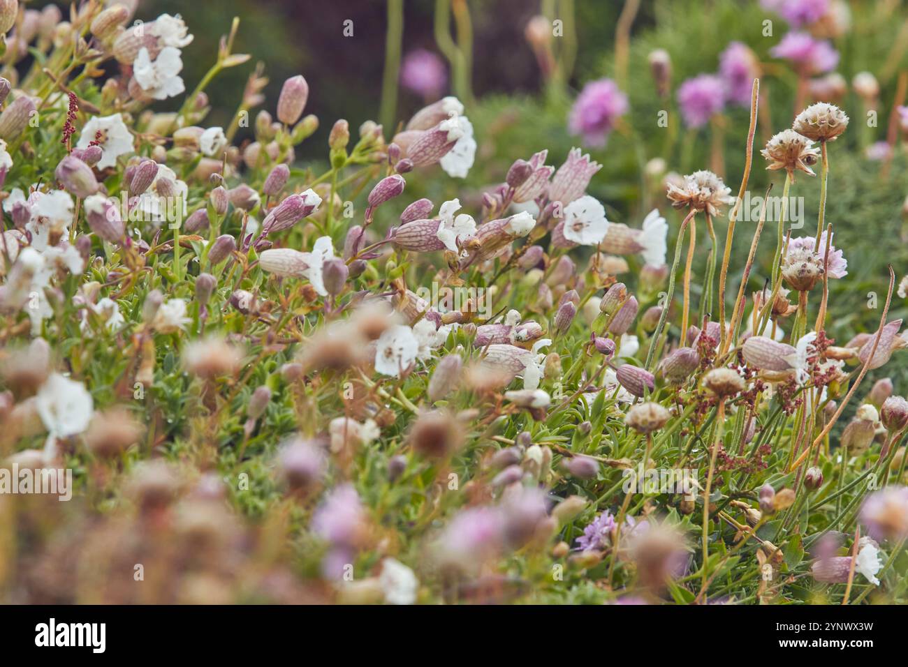 A cluster of Sea Campion, Silene uniflora, in flower, on Skomer Island ...