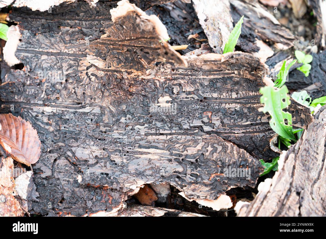 Tree bark infested with bark beetle, galleries and single winding ...