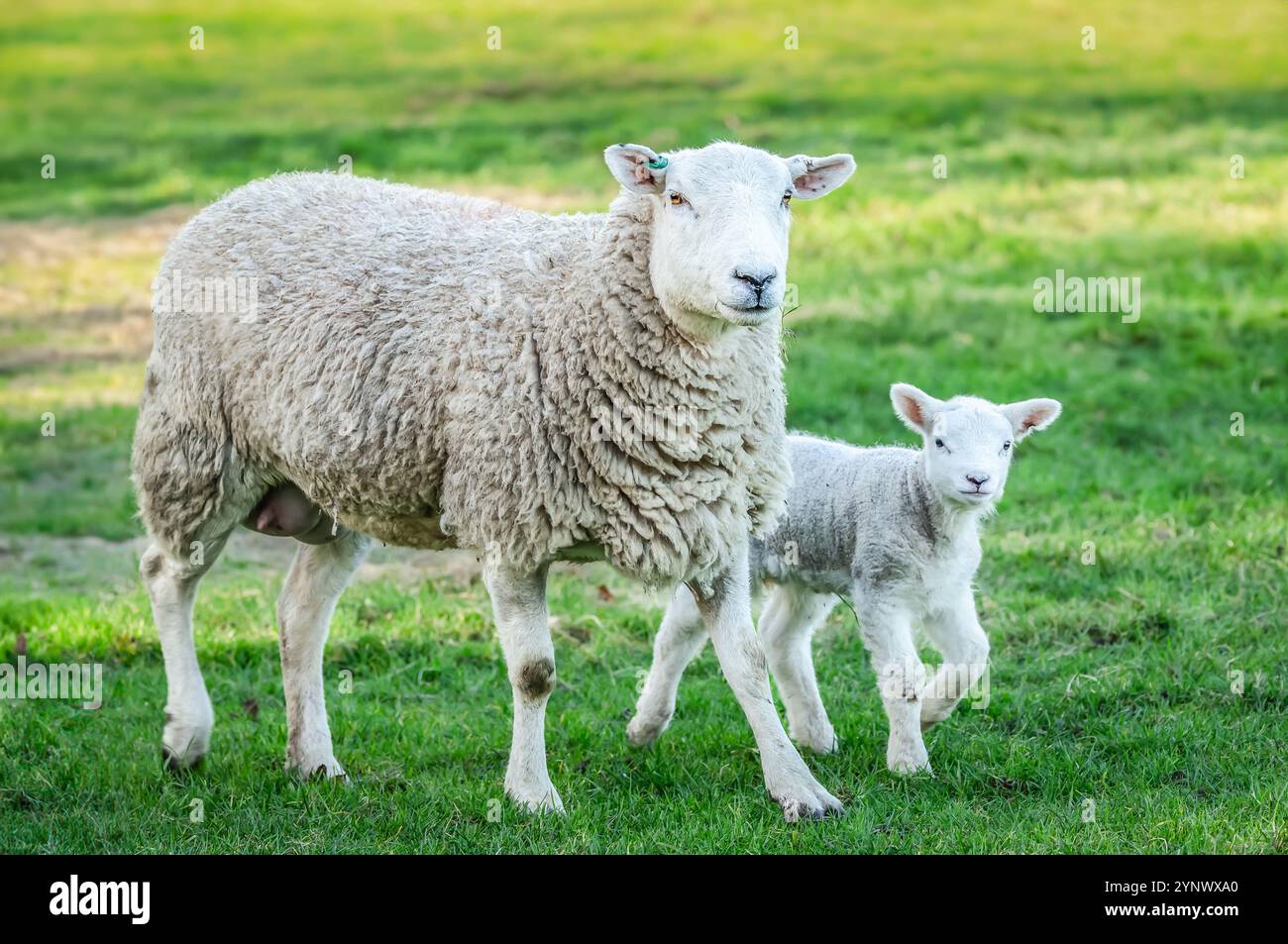 Mother sheep chewing grass and her cute young lamb by her side in early ...