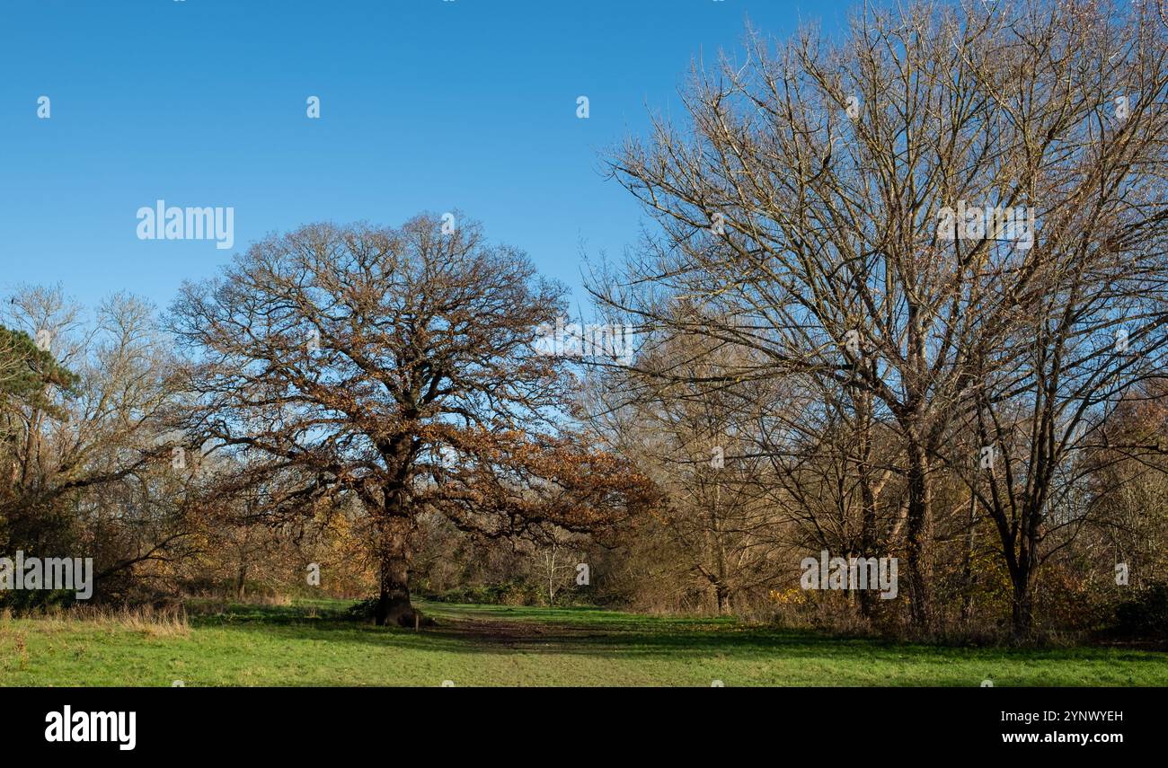 Lone oak tree in Long Meadow, ancient water meadow in Eastcote ...