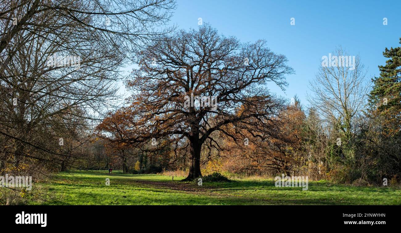 Lone oak tree in Long Meadow, ancient water meadow in Eastcote ...