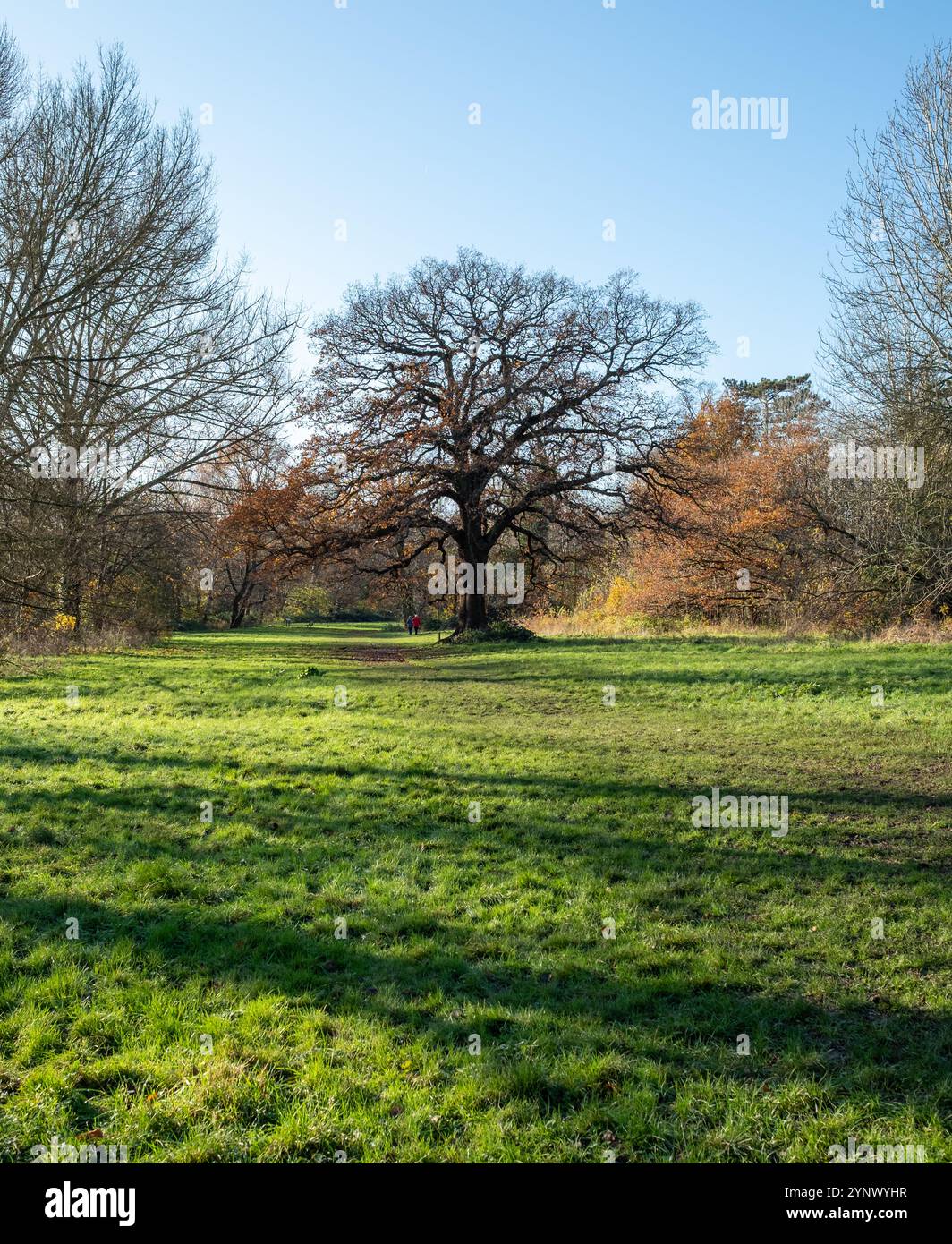 Lone oak tree in Long Meadow, ancient water meadow in Eastcote ...