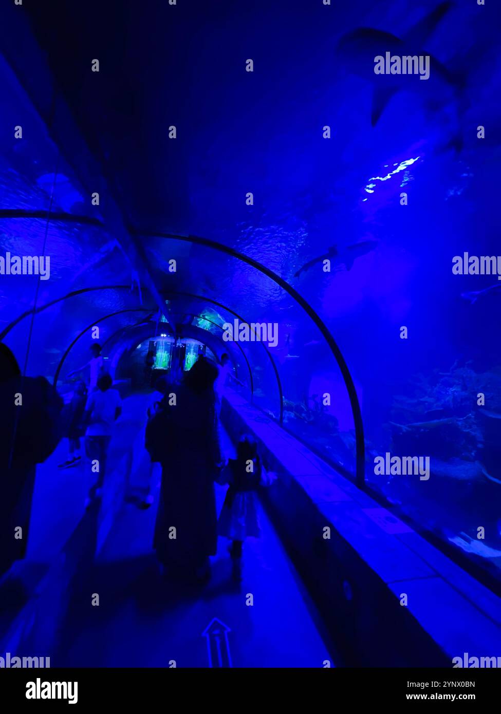 A family enjoys a walk through a vibrant aquarium tunnel, surrounded by ...