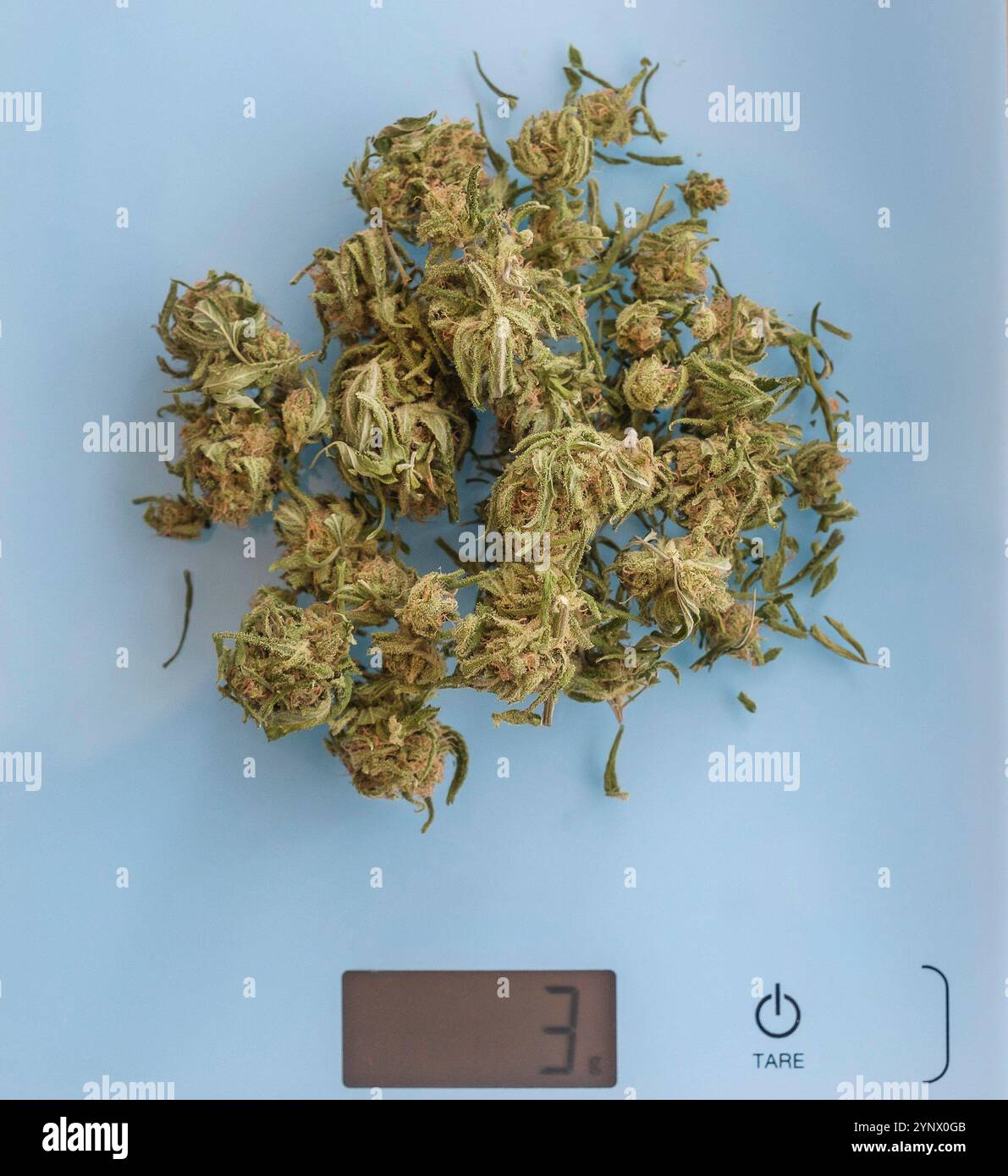 Cannabis erntezeit hi-res stock photography and images - Alamy
